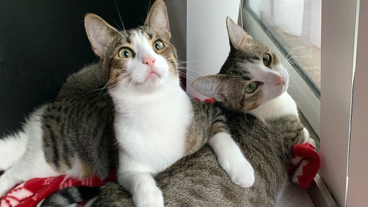 Meet Eve and Malachi, The Adorable Wobbly Cats Who Look Like Twins ...
